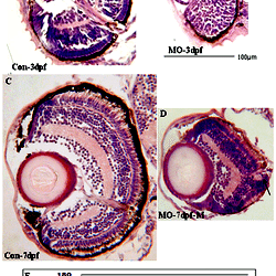 Transverse sections of Atoh8-MO treated embryo retina.