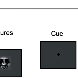 A serial recall task based on [33].