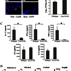 Analysis of chemokines Ccl25 and Cxcl10, and antimicrobial gene expression.