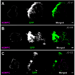 NOMPC is expressed by almost all Chordotonal organs of JO.