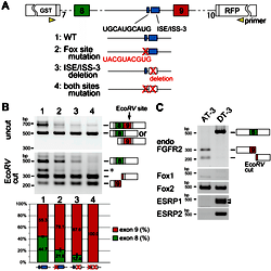 Identification of silencing elements for exon 9 recognition.