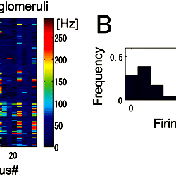 Properties of ORN responses.