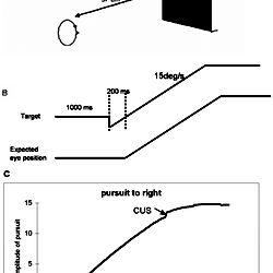 The smooth pursuit task.