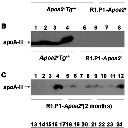 ApoA-II protein detected in amyloid fibril fractions isolated from ...