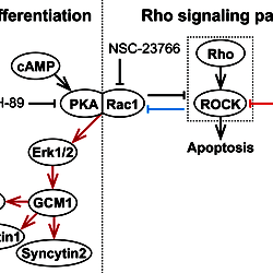 The putative signaling system of Rho signaling pathway and CTB ...