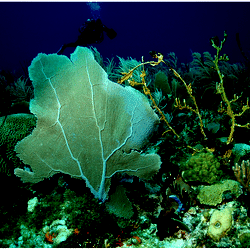 Windward fore-reef slope.