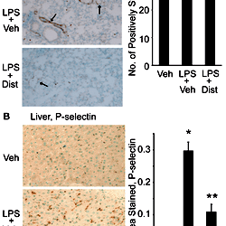 Distamycin A decreases lung and liver P-selectin tissue staining.