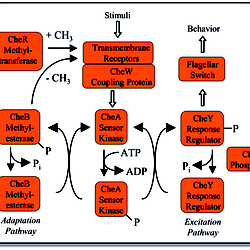 Schematic of the E. coli chemotaxis pathway, as described in the ...