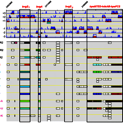 The bvgSA and kps loci of C. metallidurans CH34.