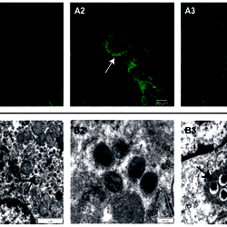 Analysis of antibodies and virus particles in infected animals.