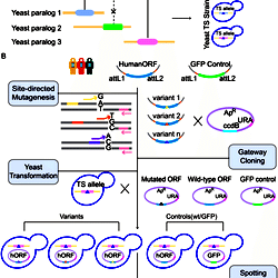 Schematic overview of process for assessing the functional effect of ...