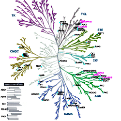 The kinome tree of yeast Kin28 and its kinase paralogs tested here.