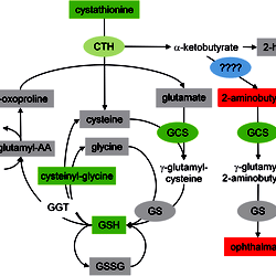 Effects of spaceflight on GSH production.