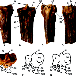 The proximal tarsometatarsus of fossil and extant Anhingidae with a ...