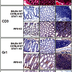 Representative images showing mucosal differences of IRF9 KO mice.