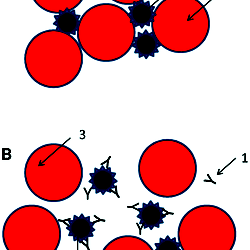 Hemagglutination inhibition assay.
