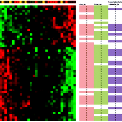 Heat map of the 50-probe signature and the transcription factors with ...