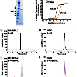 Biophysical Characterization and Stability of Gcg-XTEN.