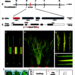 Map-based cloning of YL-1 gene.