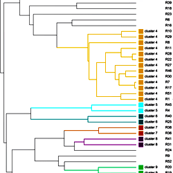Dendrogram showing the relatedness of all REP-PCR fingerprints ...
