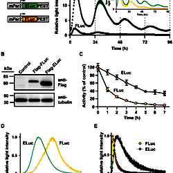 Comparison of the characteristic properties of FLuc and ELuc in NIH3T3 ...