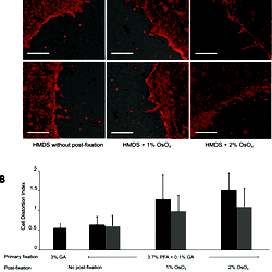 Cell distortion under different fixation and drying conditions.