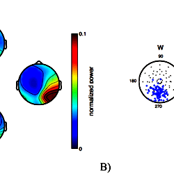 SSVEP responses for a typical subject.