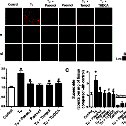 Representative images and summarized results of superoxide production ...