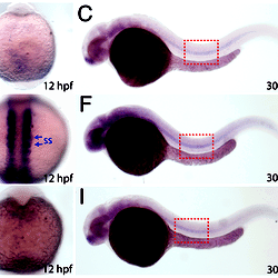 rprm expression patterns during early embryogenesis.