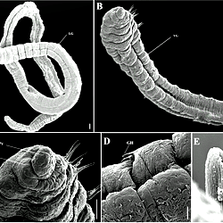 Capitella aracaensis sp. n., SEM.
