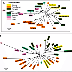 Unrooted neighbor-joining trees constructed with DA distances.