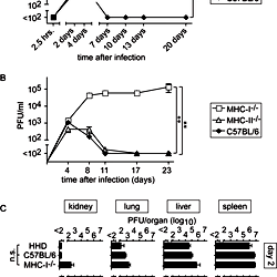 MHC-I but not MHC-II determines efficient LASV control.