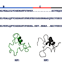Comparison of insulin, IGF1 and IGF2 structure.