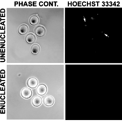 Generating cytoplasts by oocyte enucleation.