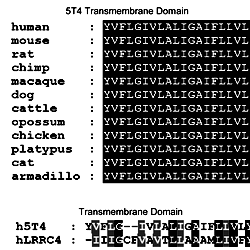 Sequence comparison of 5T4 TM domains.