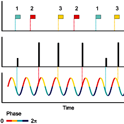 Schematic representation of a phase code.