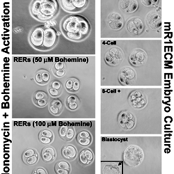 Culture and development of rat embryos.