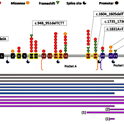 Schematic representation of sequence mutations across RB1 gene.