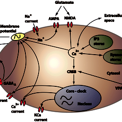 Schematic representation of the SCN neuron model.