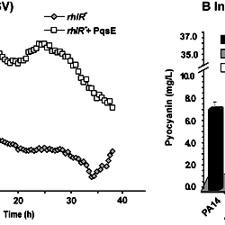 MvfR network regulation requires finely tuned cooperation between the ...