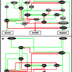 Regulatory networks of cell-fate decision.