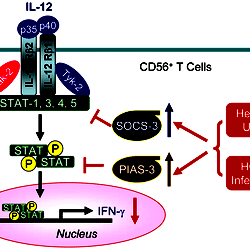 Schematic diagram of possible molecular mechanisms underlying heroin ...
