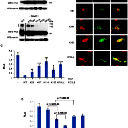 Identification and characterization of putative FOXL2 sumoylation sites.