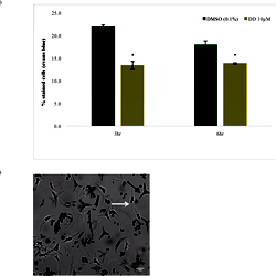 Effects of DD on Evans Blue staining.
