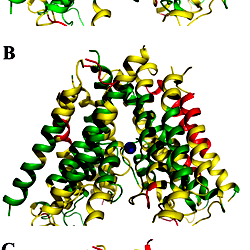Crystal structure-targeted NMDAR TMD (stage 4) model color coded ...