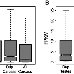 Expression levels (in FPKM) for unduplicated ancestral state for three ...