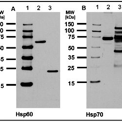 Detection of hsp60 and hsp70 by Western blotting.