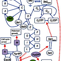 The schematic diagram for the pheromone pathway [14].