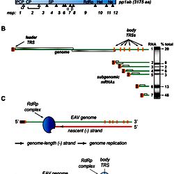 Organization and expression of the polycistronic EAV +RNA genome.