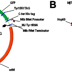 Plasmid maps.